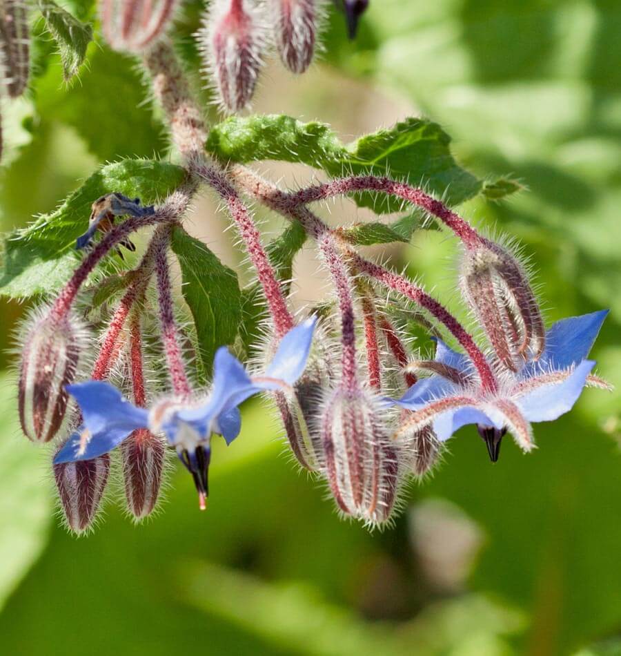 How to Grow Borage | West Coast Seeds