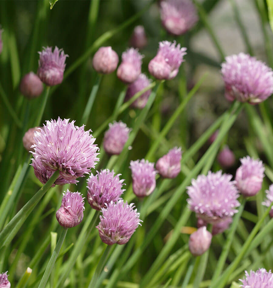 About Chives | How to Grow Chives from Seed – West Coast Seeds