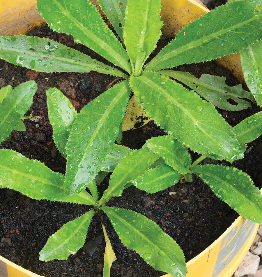 How to Grow Culantro from Seed – West Coast Seeds