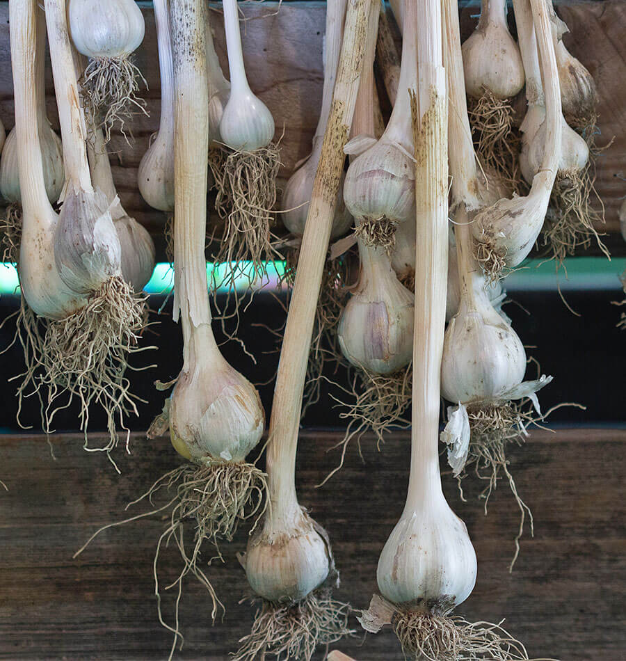 How to Cure Garlic for Long Term Storage – West Coast Seeds