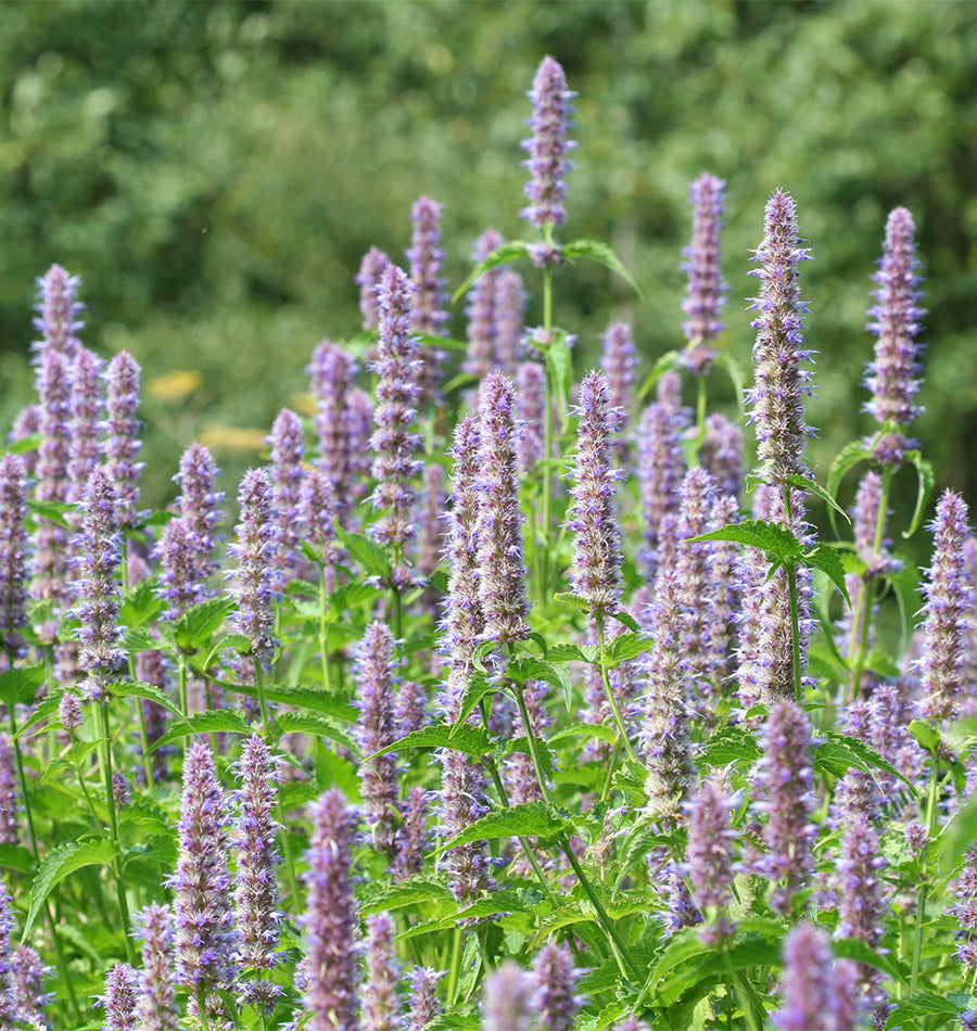 How to Grow Agastache | West Coast Seeds