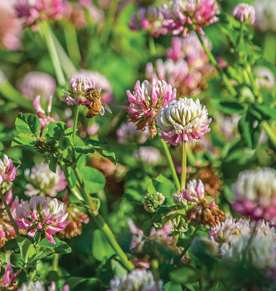 How to Grow Alsike Clover – West Coast Seeds