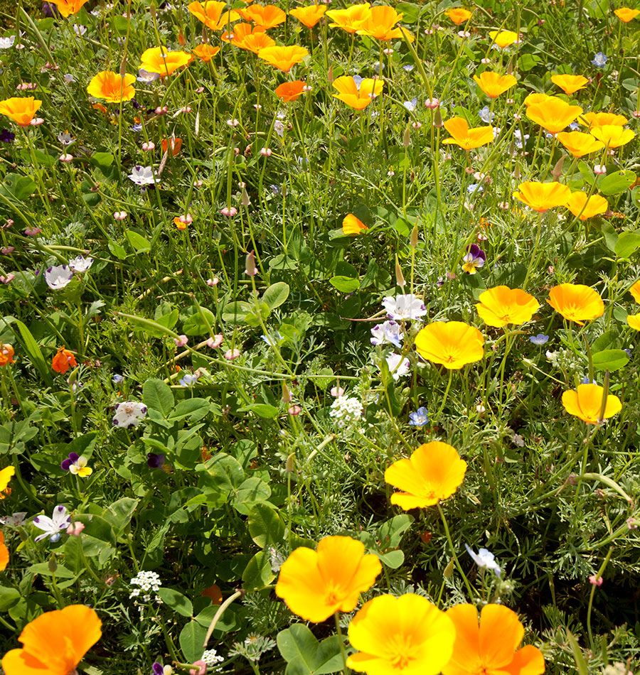 How to Grow Alternative Lawn Wildflower Mix – West Coast Seeds