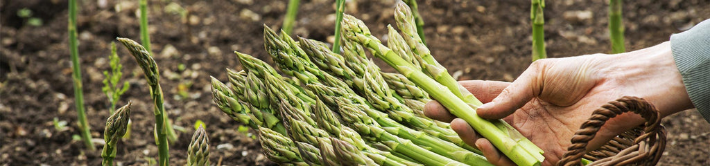 How to Grow Asparagus Crowns – West Coast Seeds