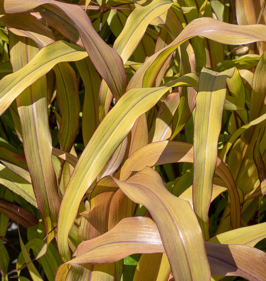 How to Grow Millet – West Coast Seeds