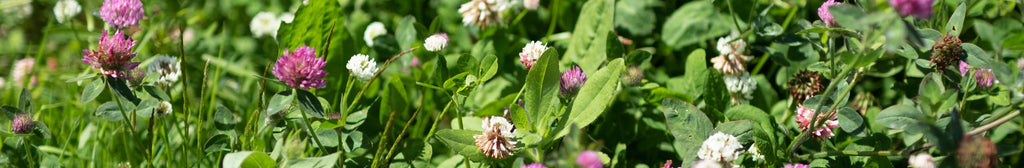 How to Grow Cover Crops from Seed – West Coast Seeds