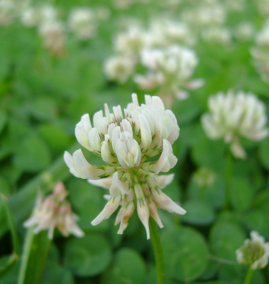 How to Grow White Dutch Clover – West Coast Seeds