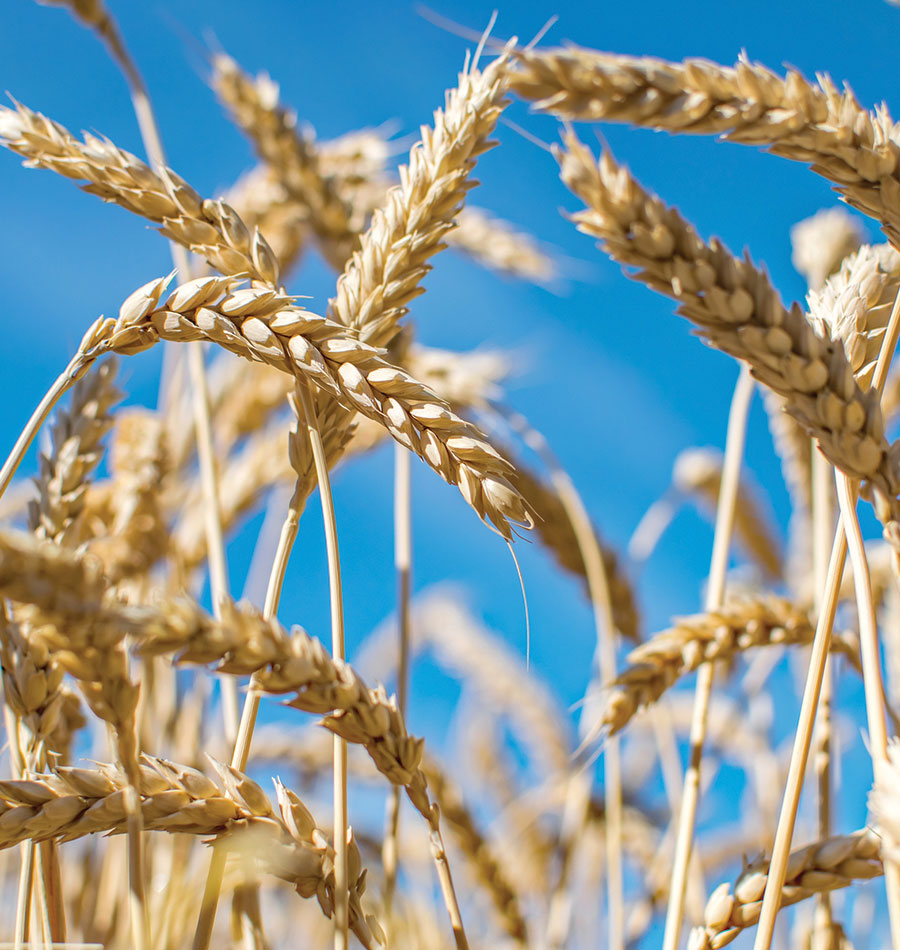 How to Grow Fall Rye – West Coast Seeds