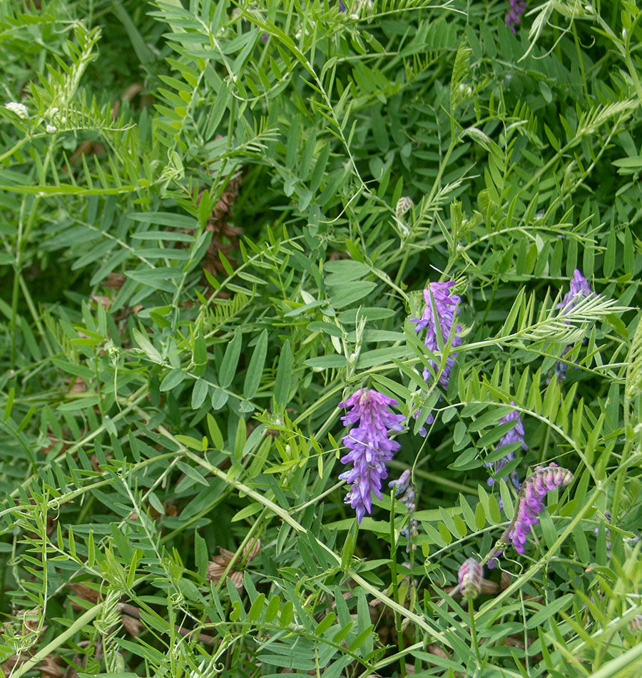 How to Grow Hairy Vetch – West Coast Seeds
