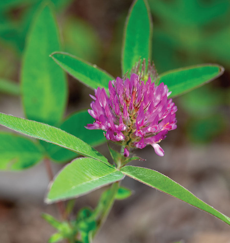 How to Grow Medium Red Clover – West Coast Seeds