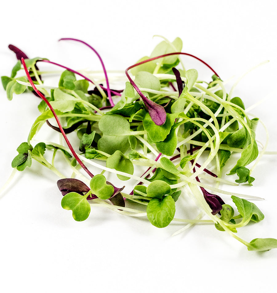 How to Grow Microgreens – West Coast Seeds