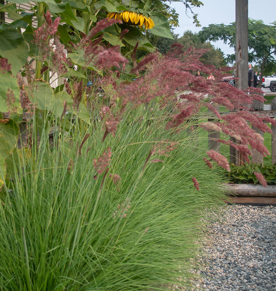 How to Grow Ruby Grass – West Coast Seeds