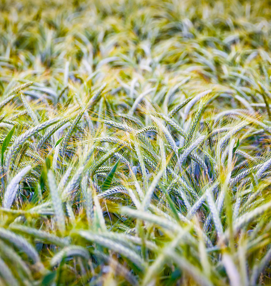 How to Grow Triticale – West Coast Seeds