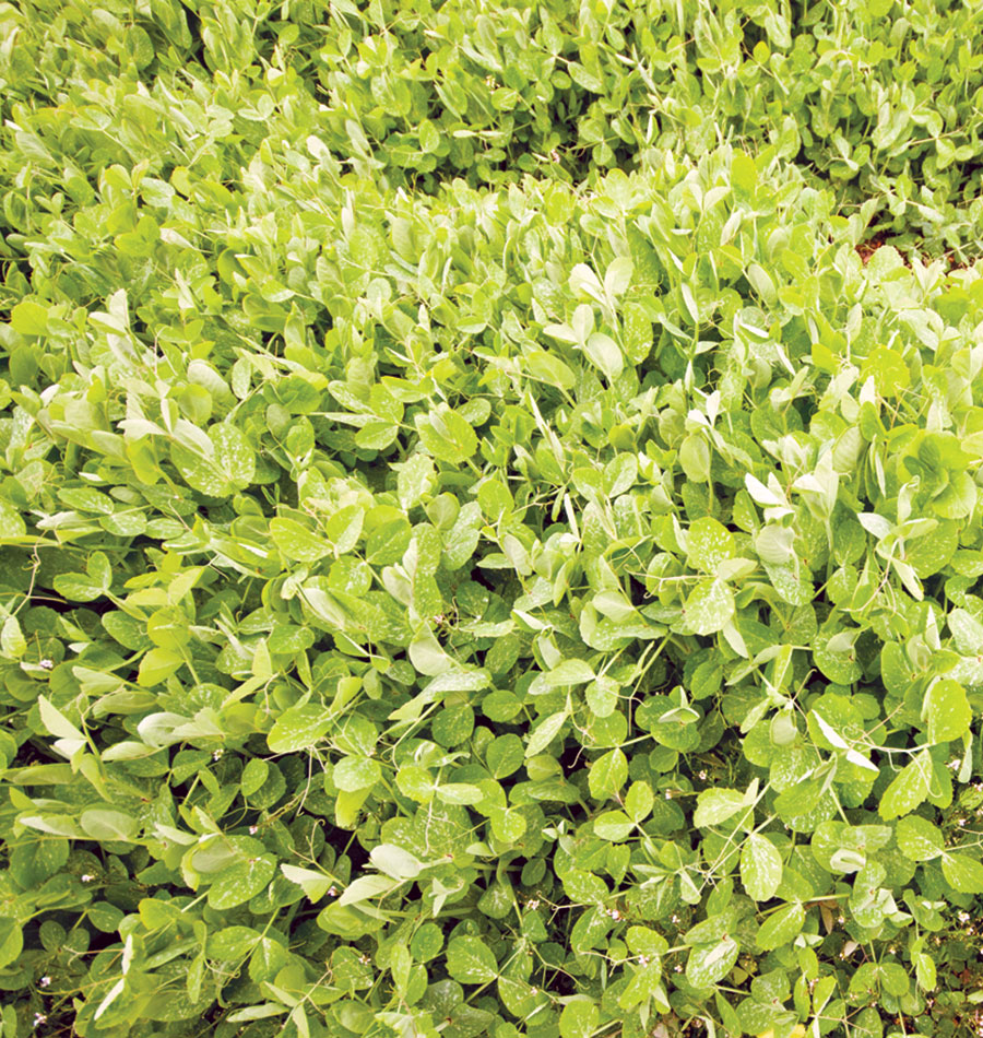 How to Grow Winter Field Peas – West Coast Seeds
