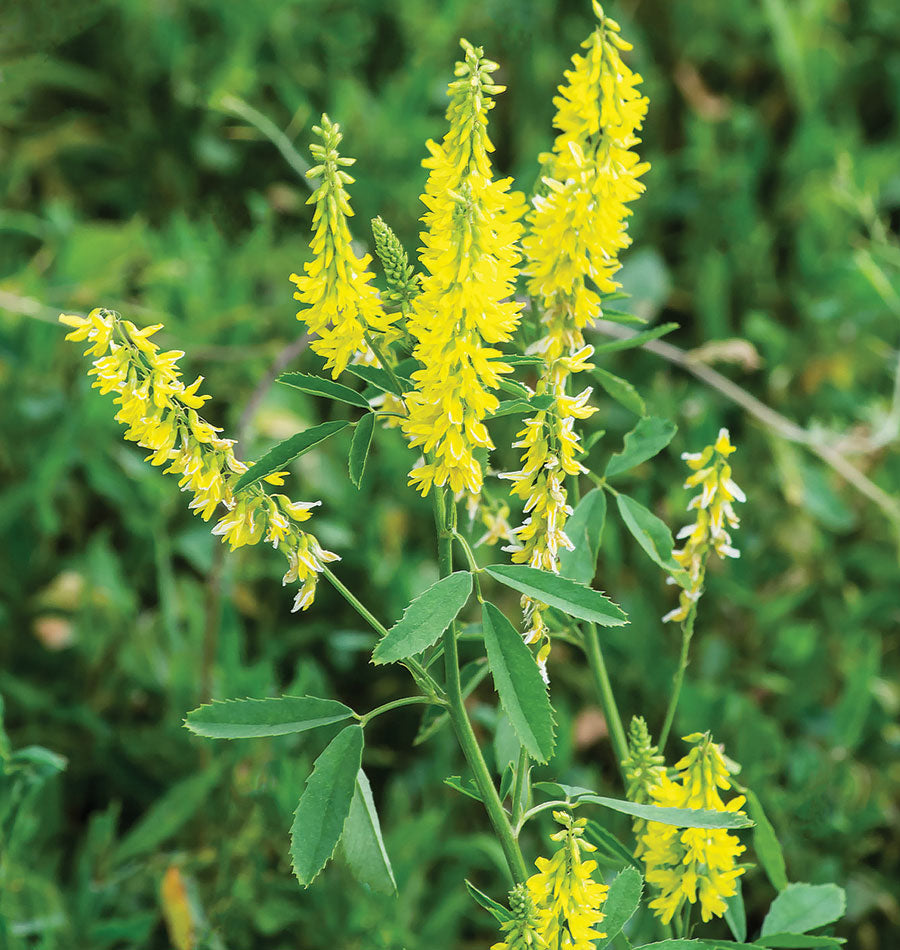 How to Grow Yellow Sweet Clover – West Coast Seeds