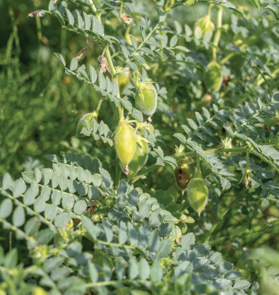 How to Grow Chickpeas – West Coast Seeds