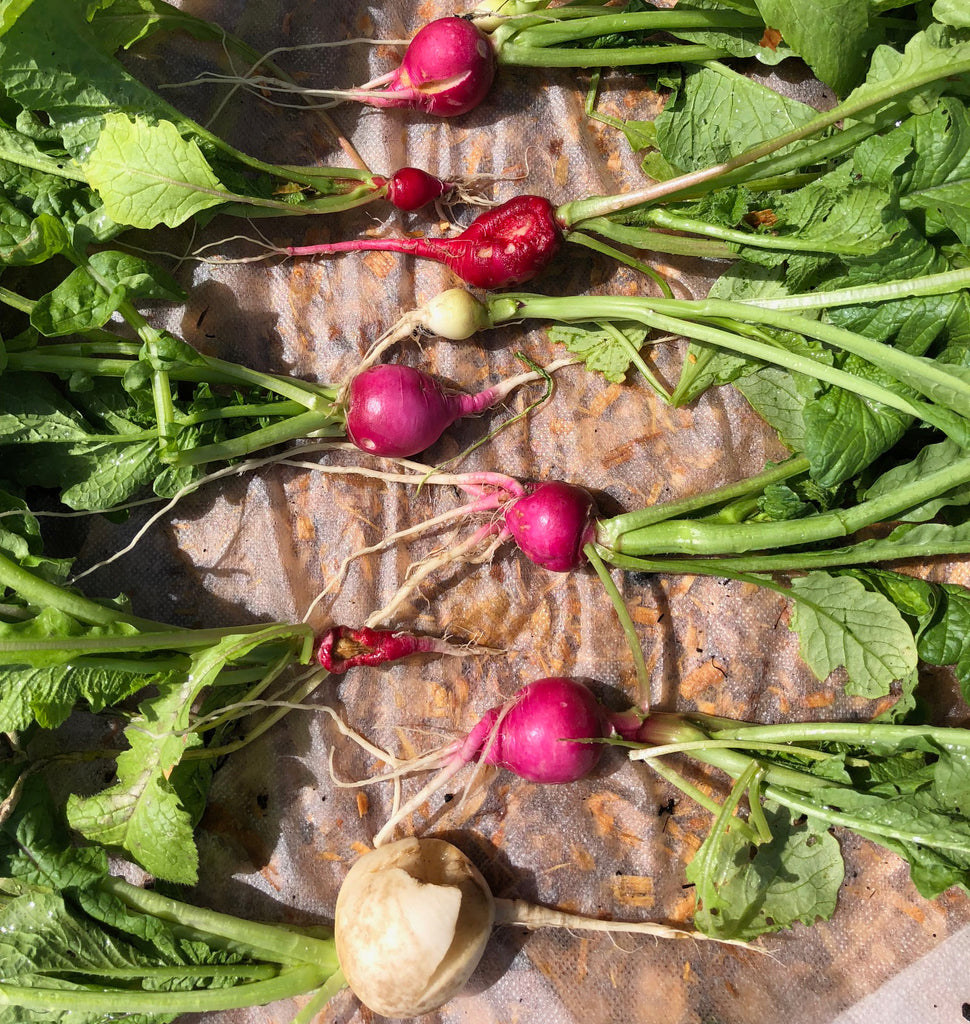 Radish Problems and Organic Solutions – West Coast Seeds