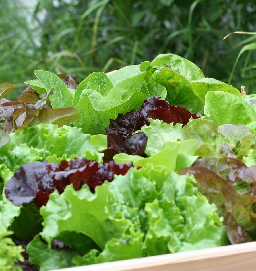 Interplanting Vegetables Succession Planting & Intercropping In The