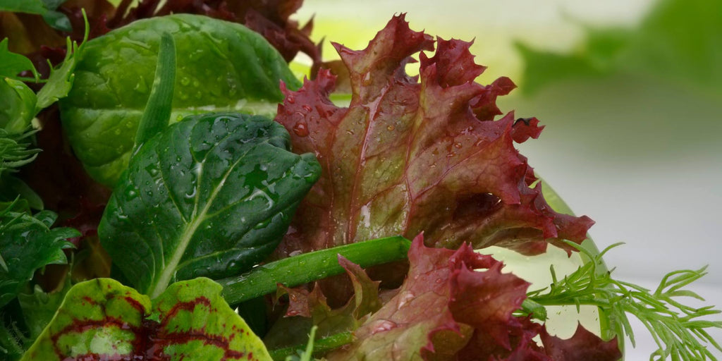 Baby Leaf Salad Recipe – West Coast Seeds