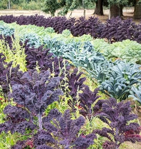 Commit to Grow for Earth Day | Grow Kale – West Coast Seeds