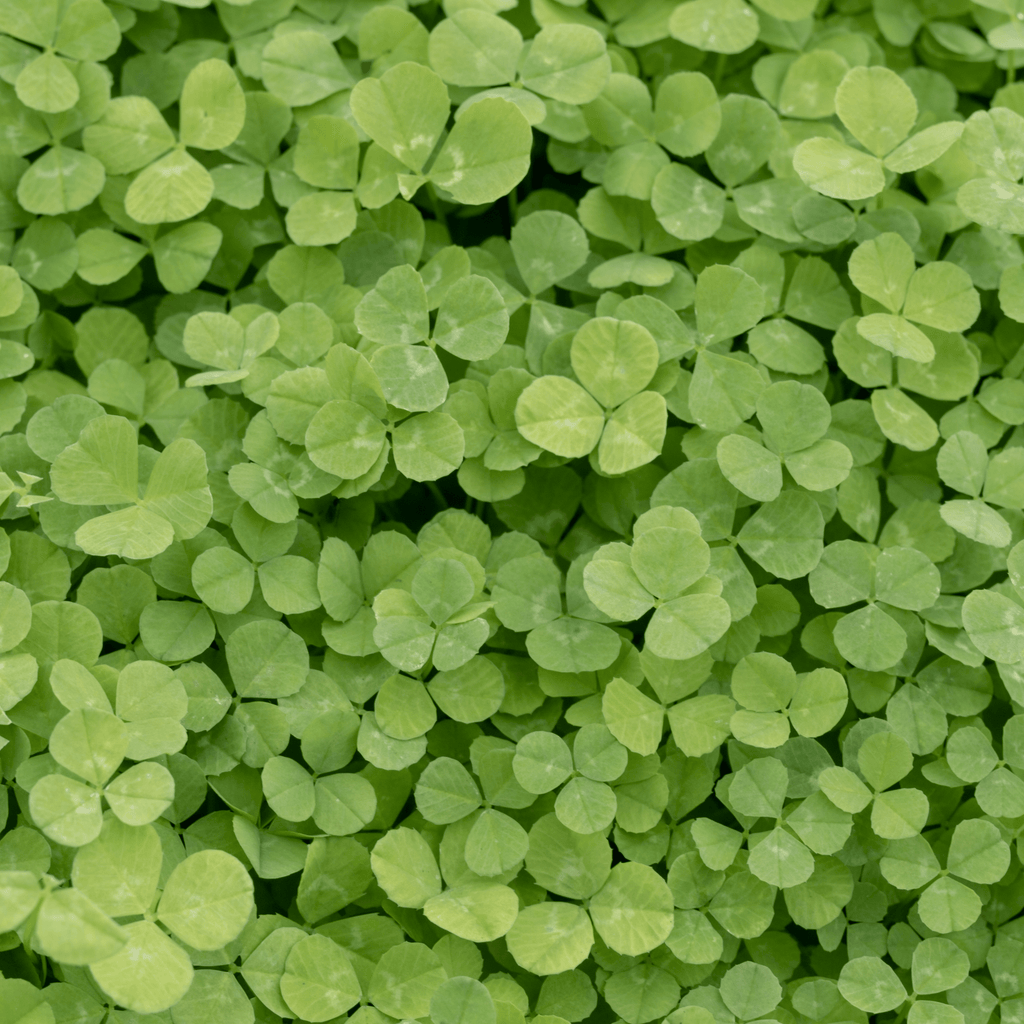 microclover germination time