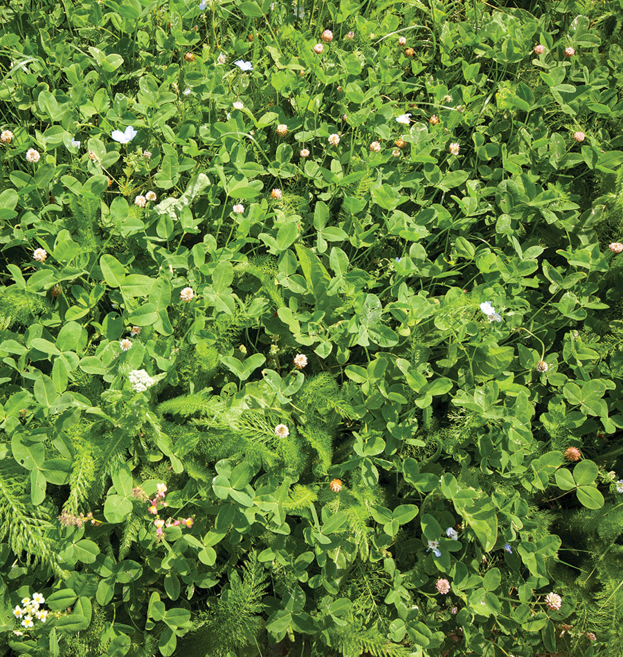 How to Grow Bee Turf – West Coast Seeds