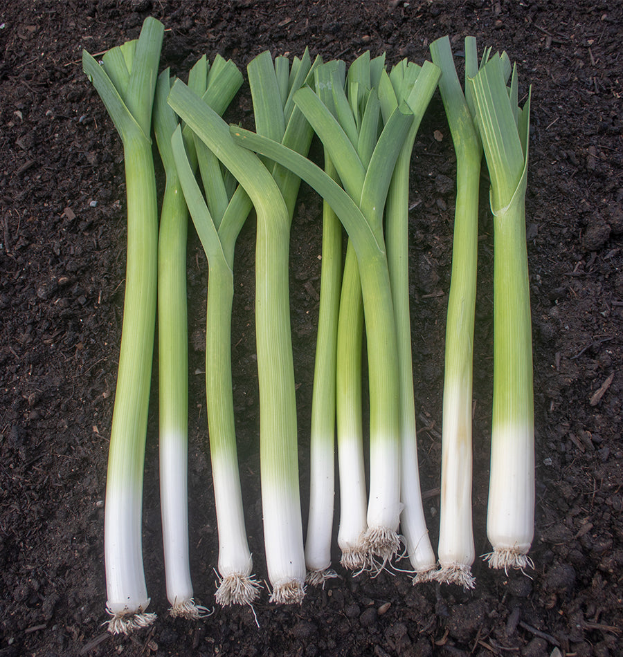 Overwintered Leeks – West Coast Seeds