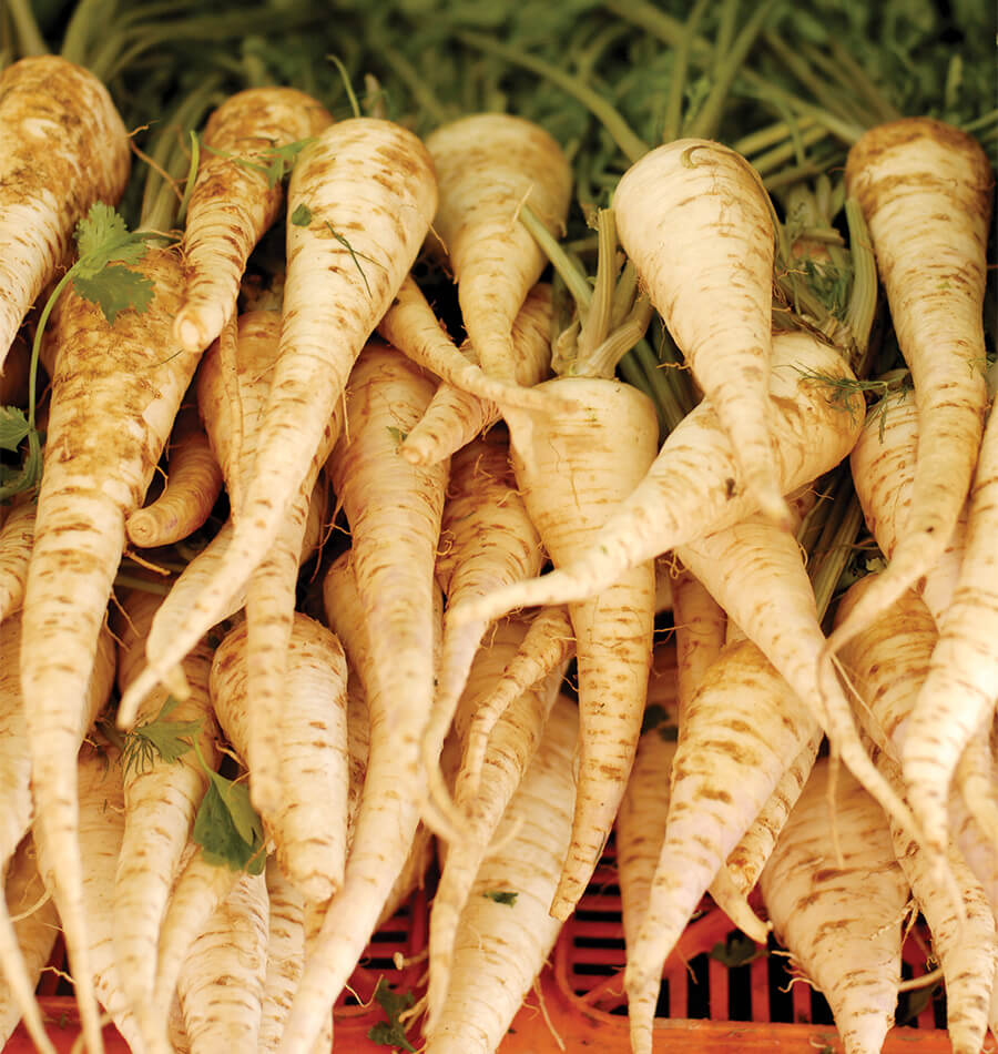 About Parsnips | How to Grow Parsnips – West Coast Seeds