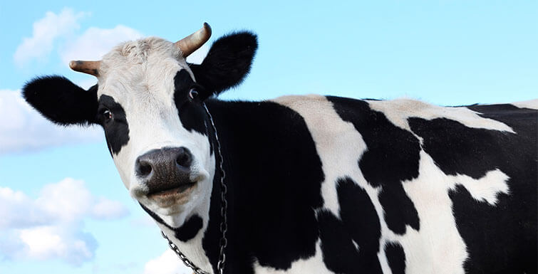 The Poop on Manure | Facts About Manure – West Coast Seeds