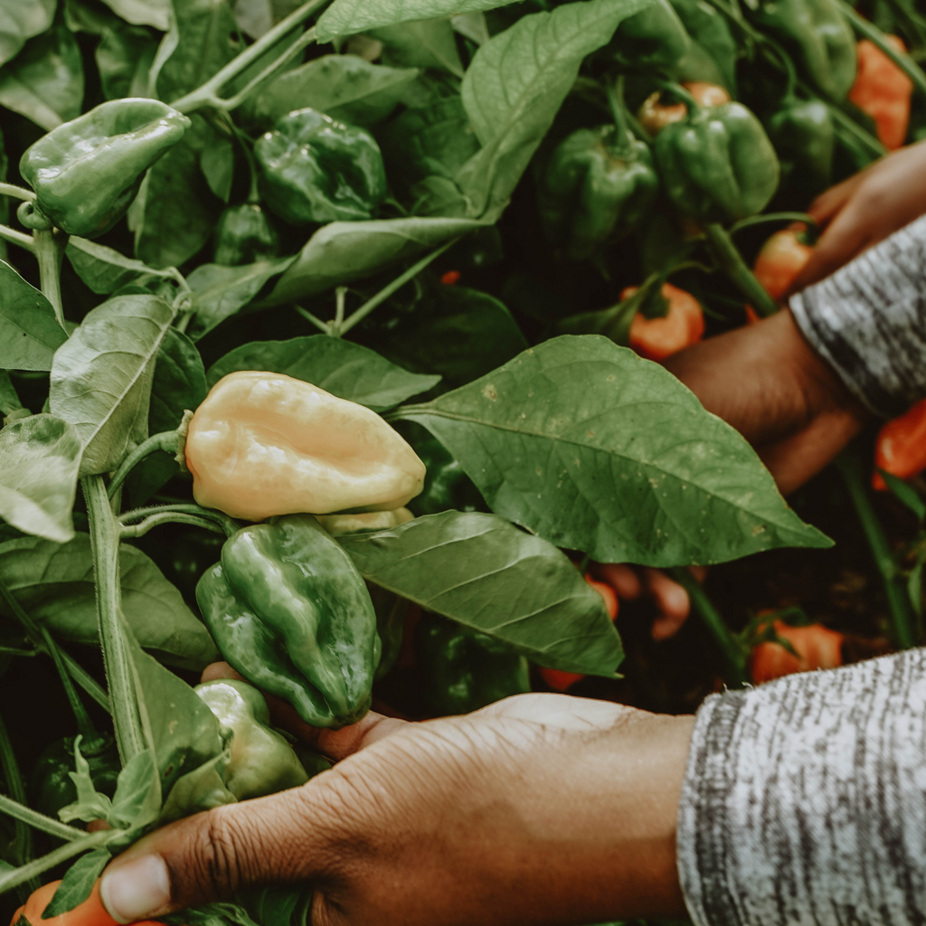 Understanding Scoville Heat Units & SHU Pepper Chart – West Coast Seeds