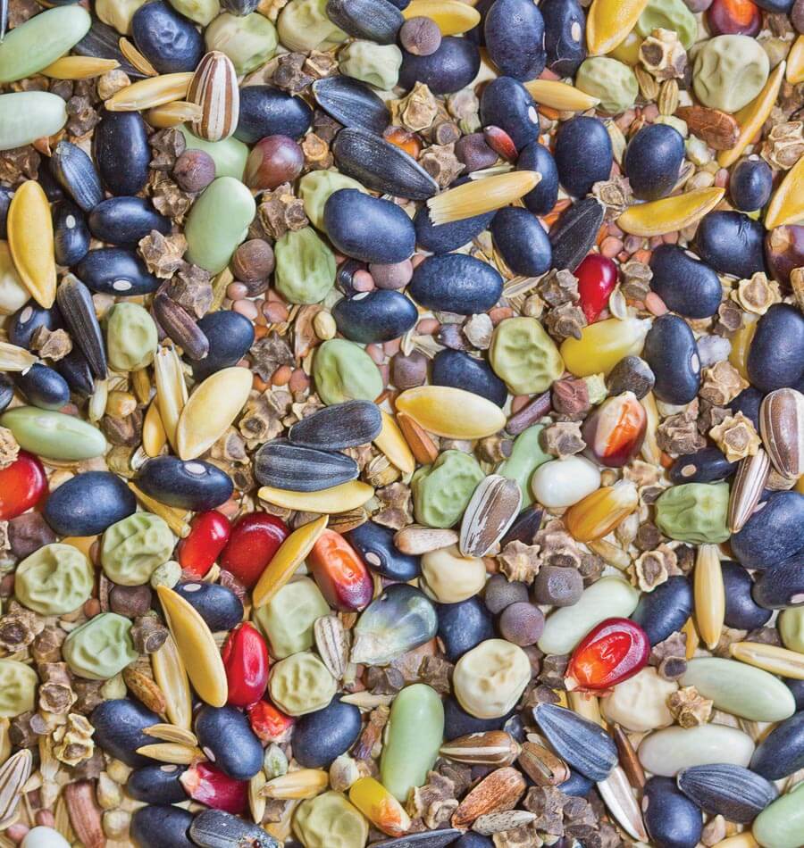 Saving Seeds | West Coast Seeds