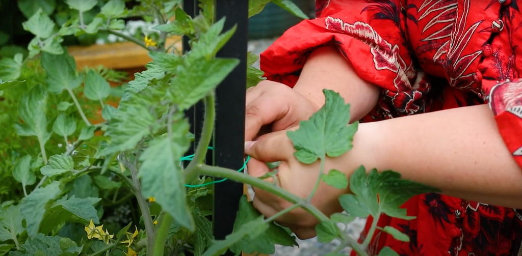 Vining Vegetables: Growing a Vegetable Arch – West Coast Seeds