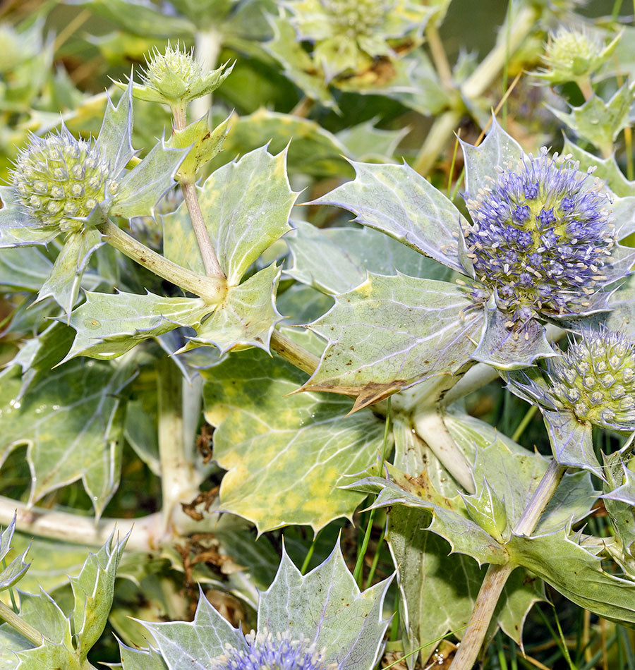 How to Grow Eryngium from Seeds – West Coast Seeds