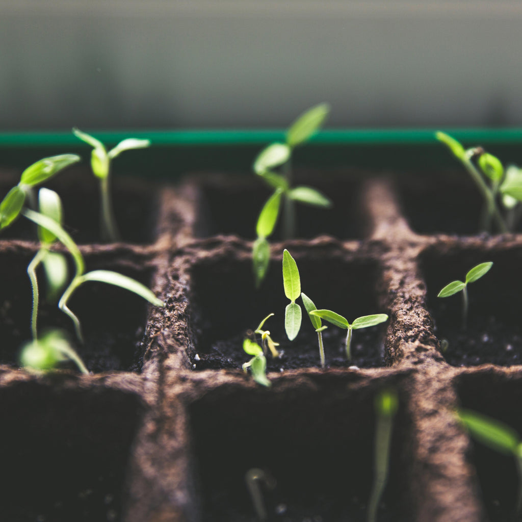 All creatures great and small eat seedlings – West Coast Seeds