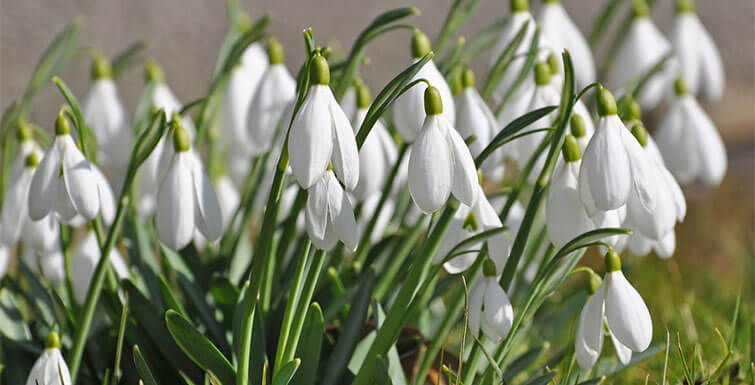 Notes on Spring Season – West Coast Seeds