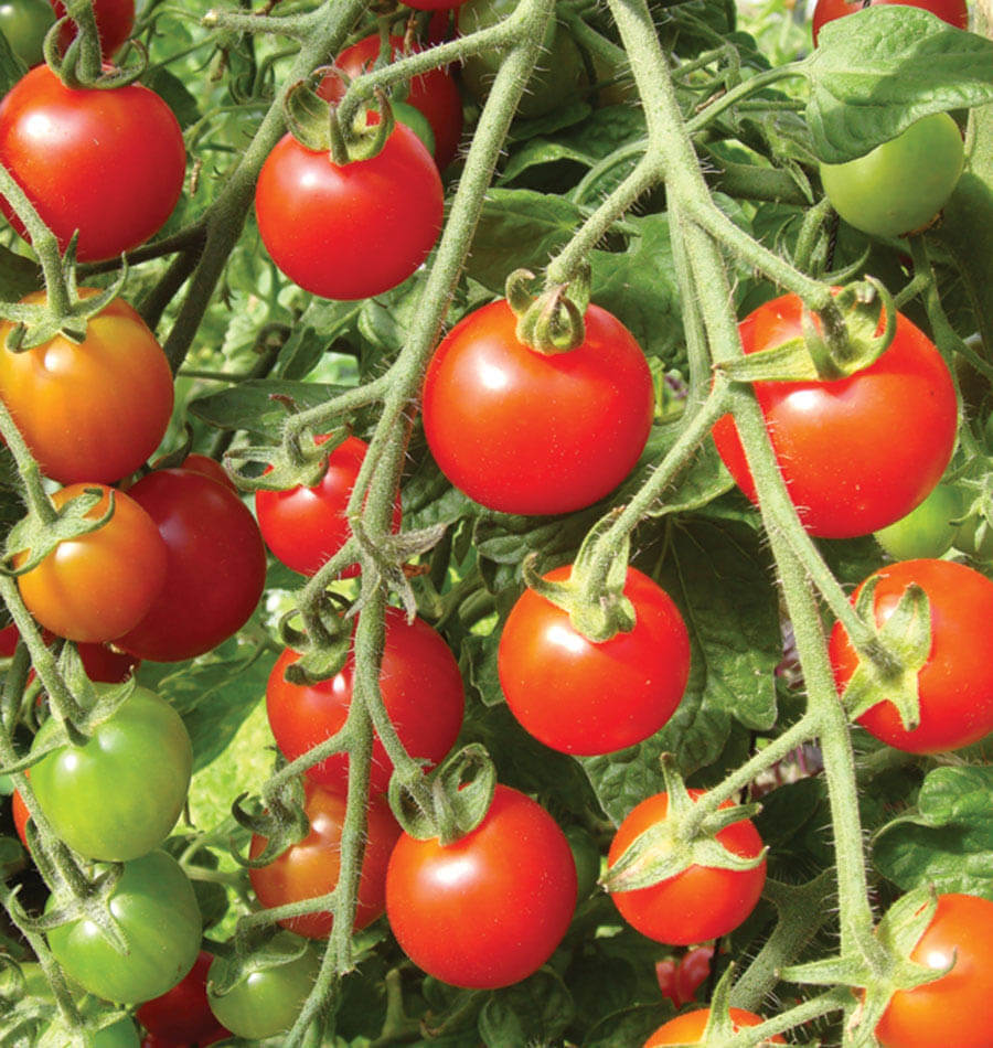 How to Grow Tomatoes from Seed – West Coast Seeds