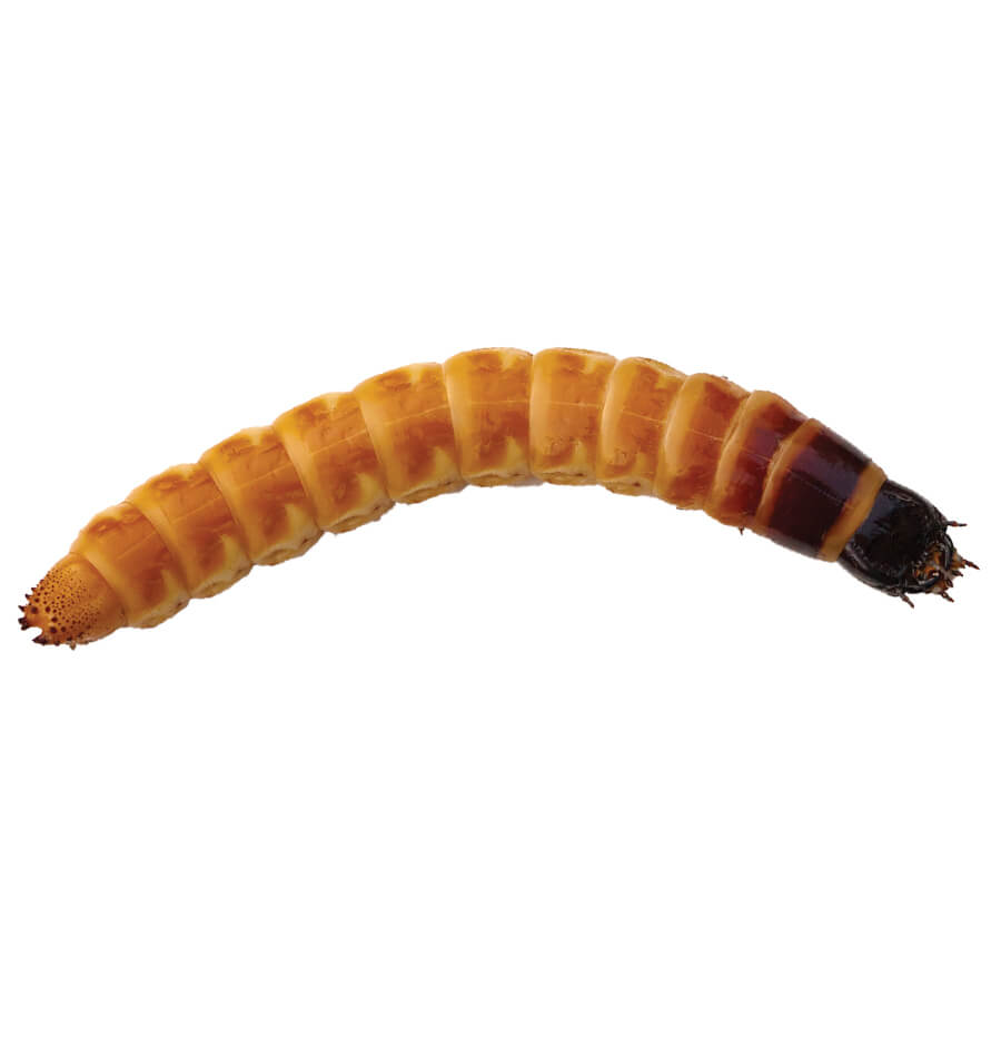 Wireworms – West Coast Seeds
