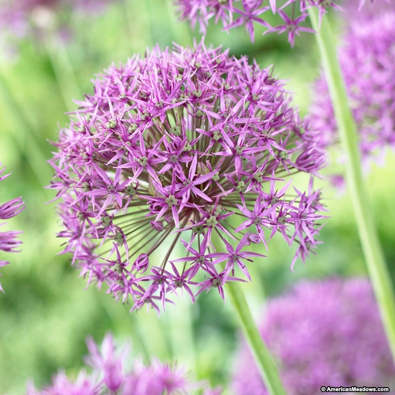 Allium – West Coast Seeds