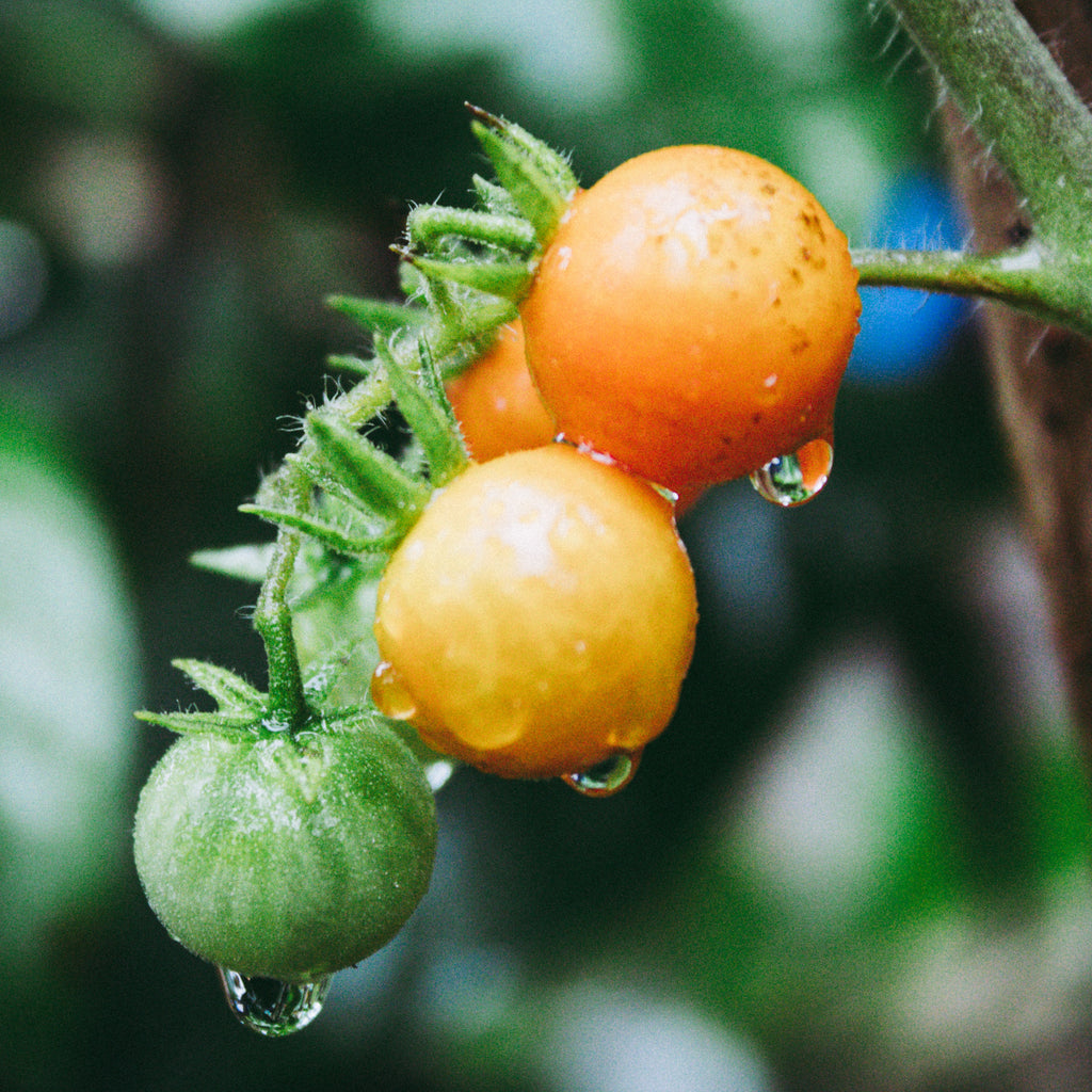 This Is The Cause Of Your Rotten Tomatoes And How To Prevent it – West ...