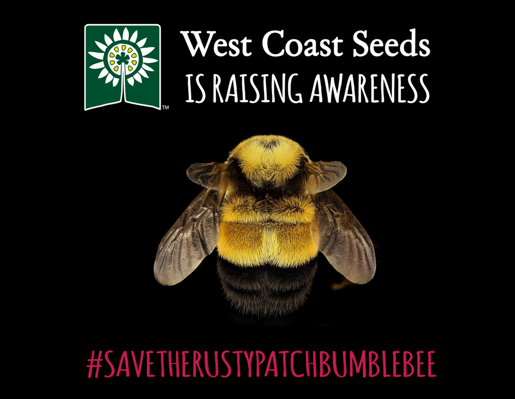 Save The Rusty-Patched Bumble Bee – West Coast Seeds