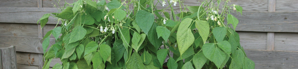 Bush Bean Seeds – West Coast Seeds