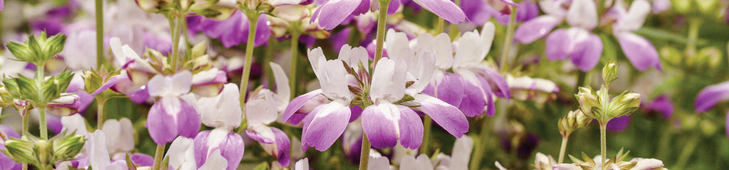 Collinsia Seeds – West Coast Seeds
