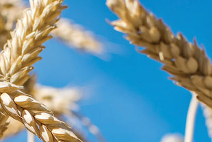 Regional Planting Charts – West Coast Seeds