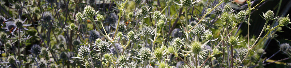 Eryngium Seeds – West Coast Seeds