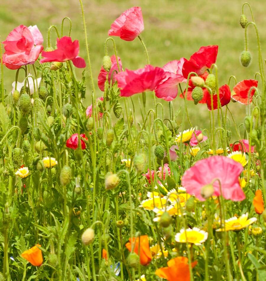 Thanksgiving Week Sale – West Coast Seeds