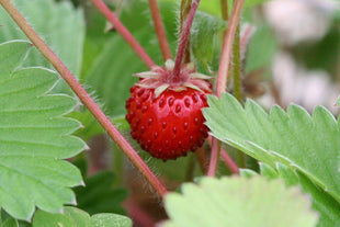 Store Locator - West Coast Seeds