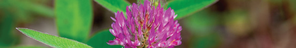 Medium Red Clover Seeds – West Coast Seeds