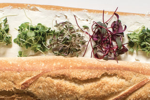 Baby Boo Pumpkin Seeds – West Coast Seeds