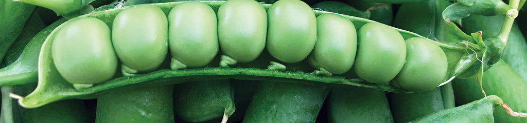 Shelling Pea Seeds – West Coast Seeds