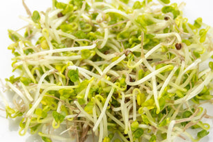 Baby Boo Pumpkin Seeds – West Coast Seeds